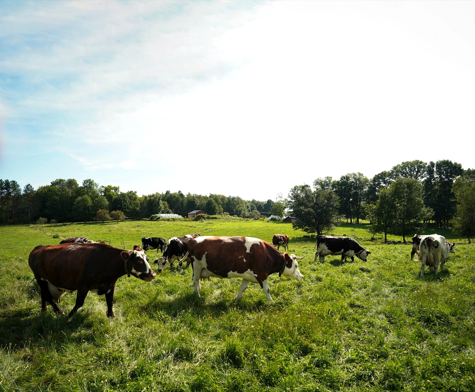 Balfour Farm